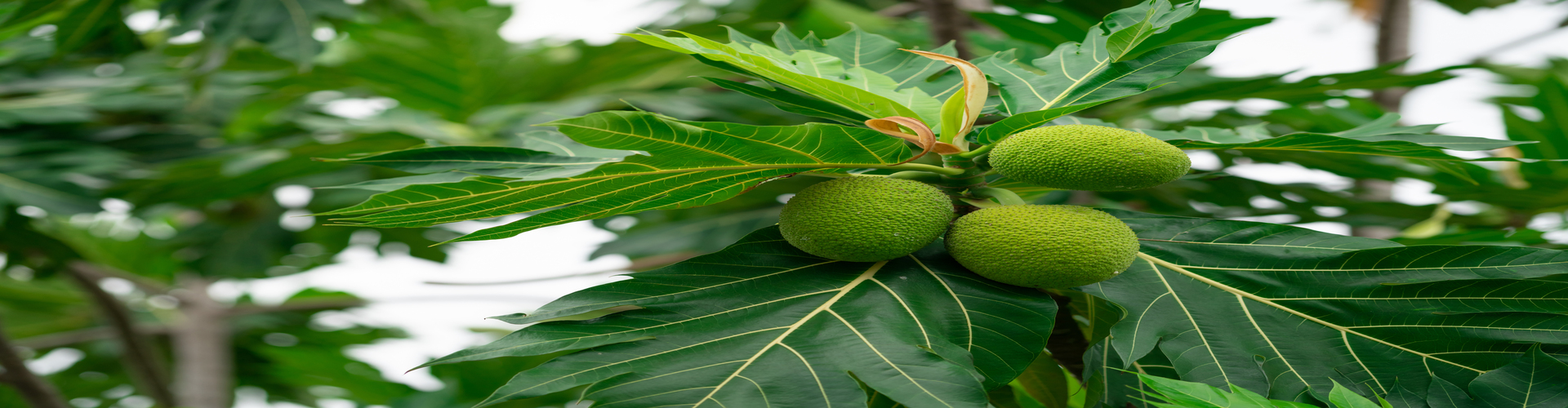 Breadfruit, Creating Solutions | Breadfruitonline