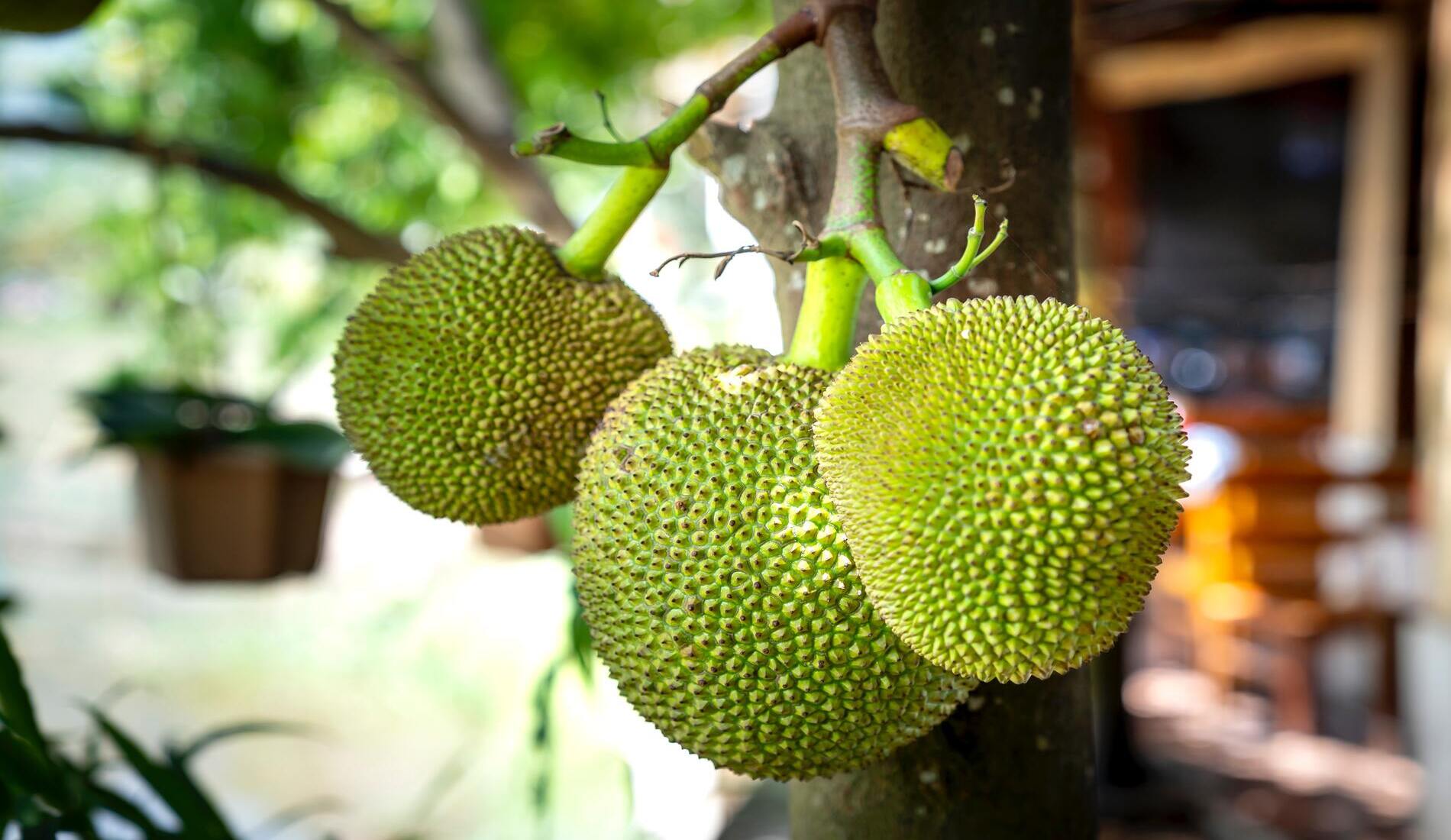 Breadfruit, Creating Solutions | Breadfruitonline