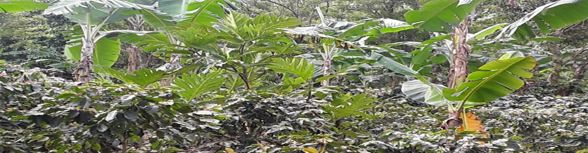 Breadfruit with sweet coconut milk recipe | Breadfruitonline