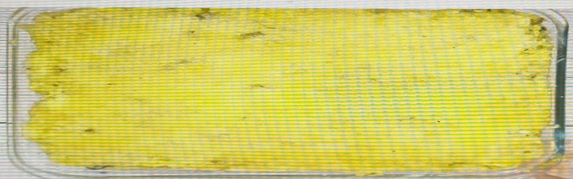 Breadfruit, Creating Solutions | Breadfruitonline