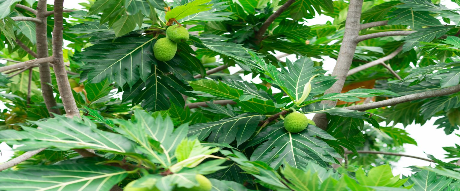 Caring For Your Breadfruit Tree | Breadfruitonline