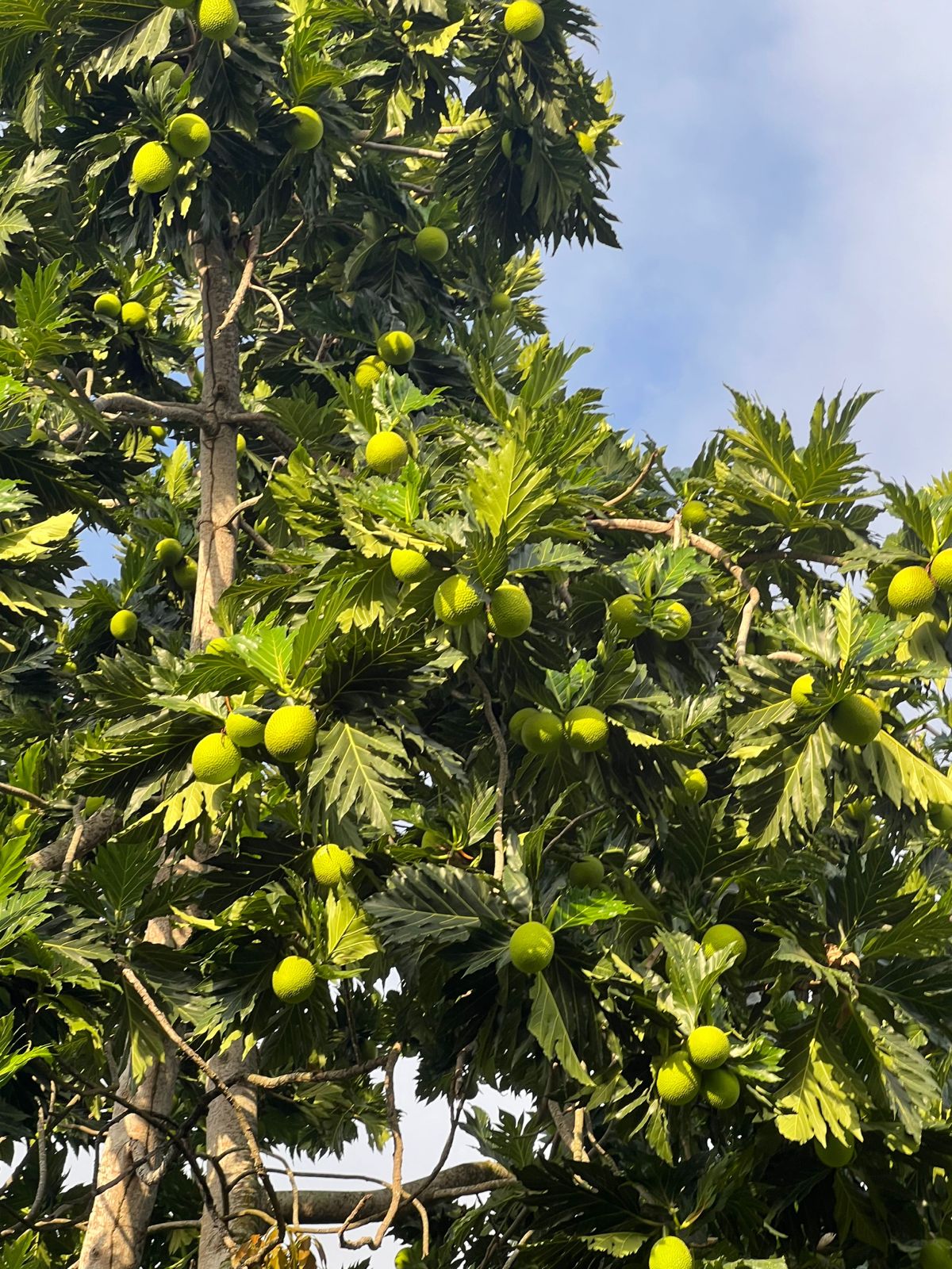 Breadfruit Tree