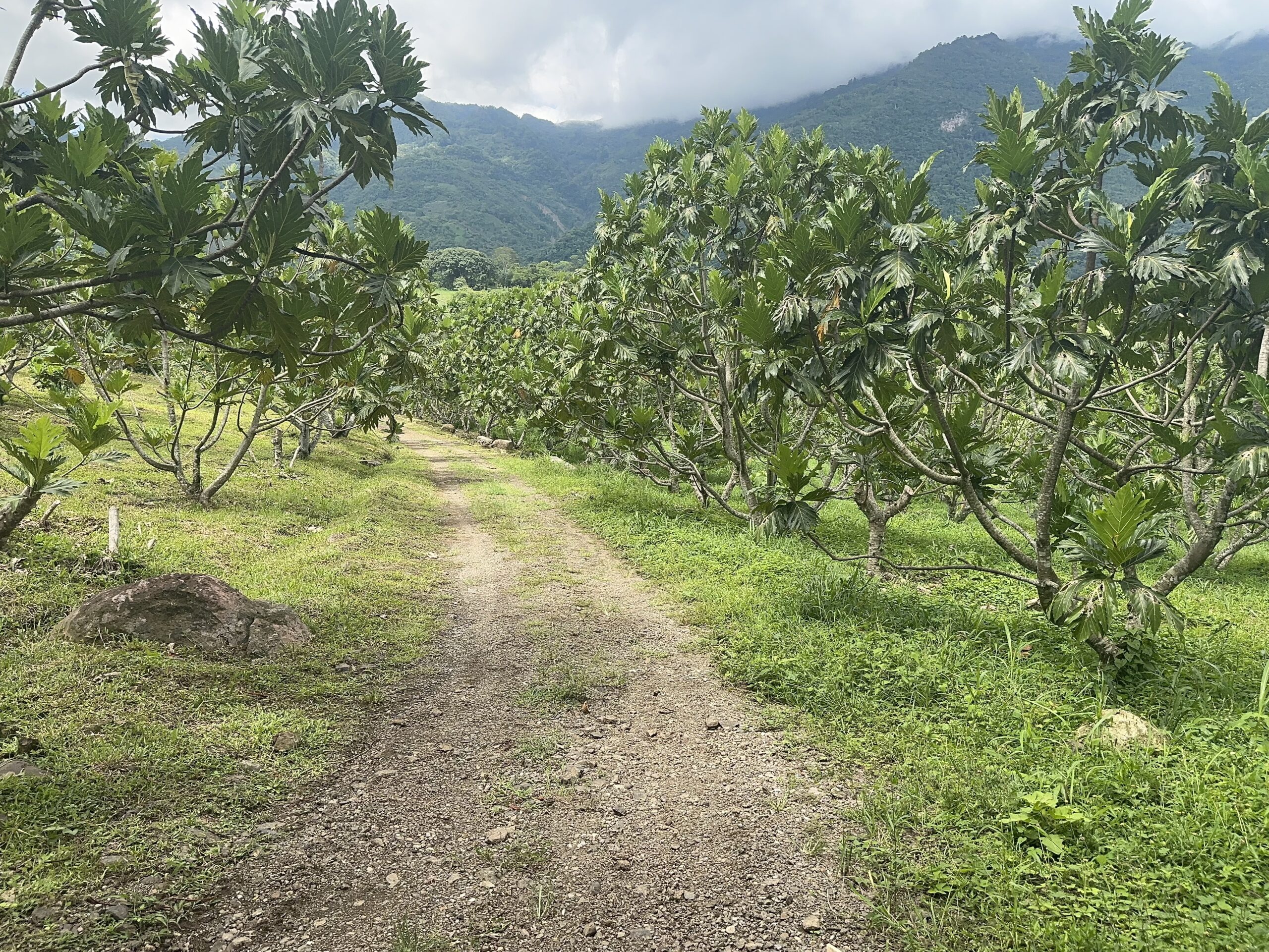 Breadfruit with sweet coconut milk recipe | Breadfruitonline